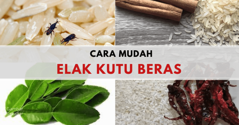 Beras Ada Kutu Atau Bubuk? Jangan Buang, Ini Cara Bersih & Elak Kutu ...